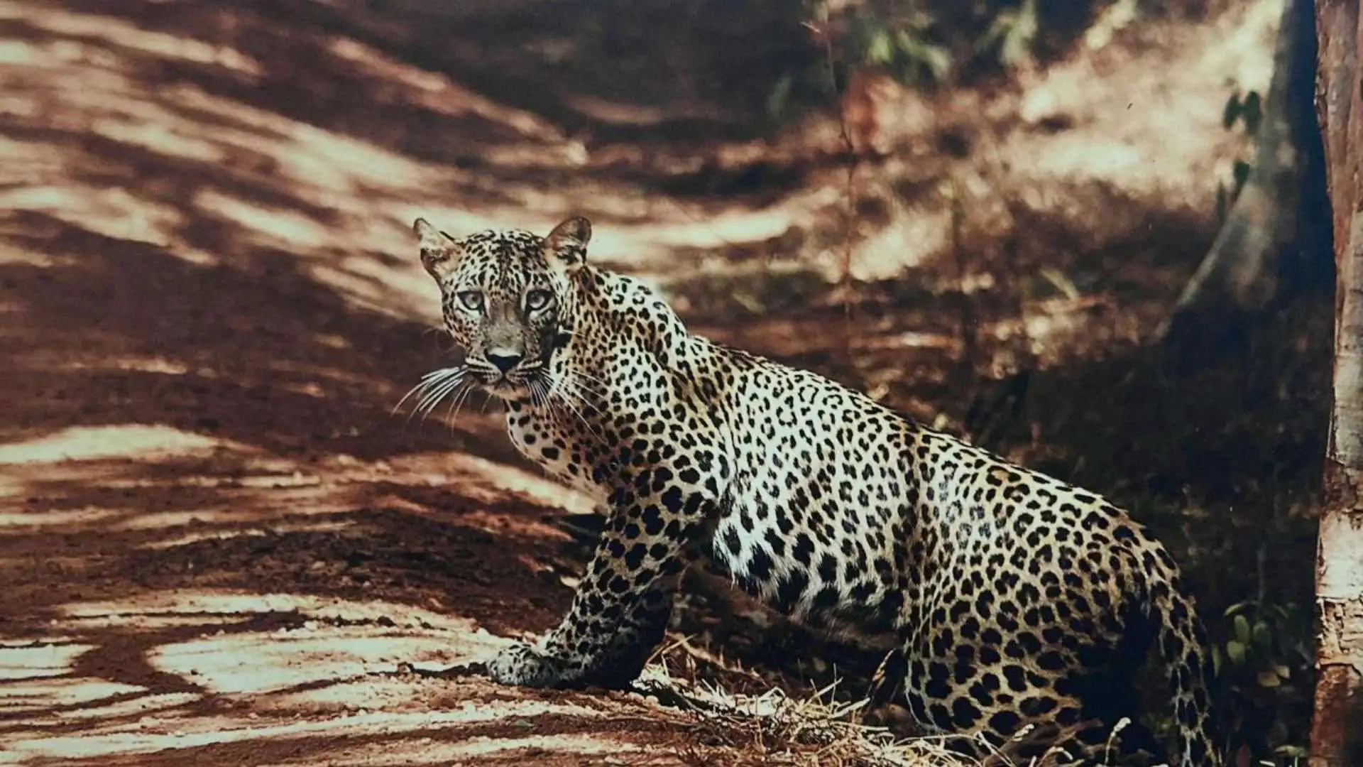 Yala Wildlife: Edu-Tourism With Helixionn LearnSpace | LearnSpace - Helixionn